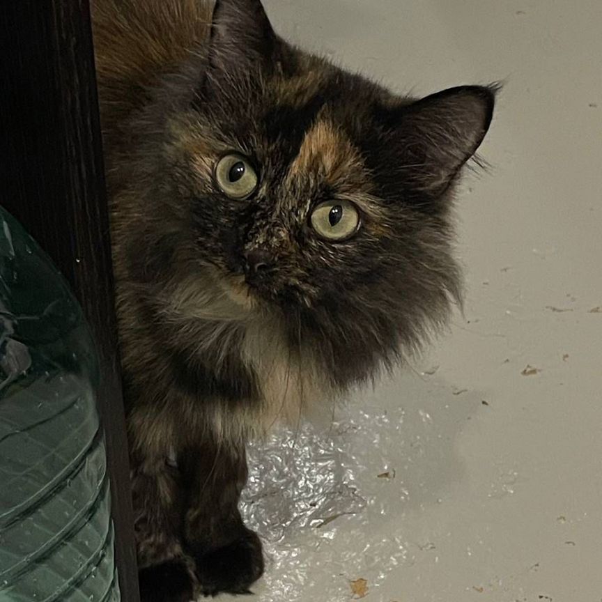 Кошечка в добрые руки