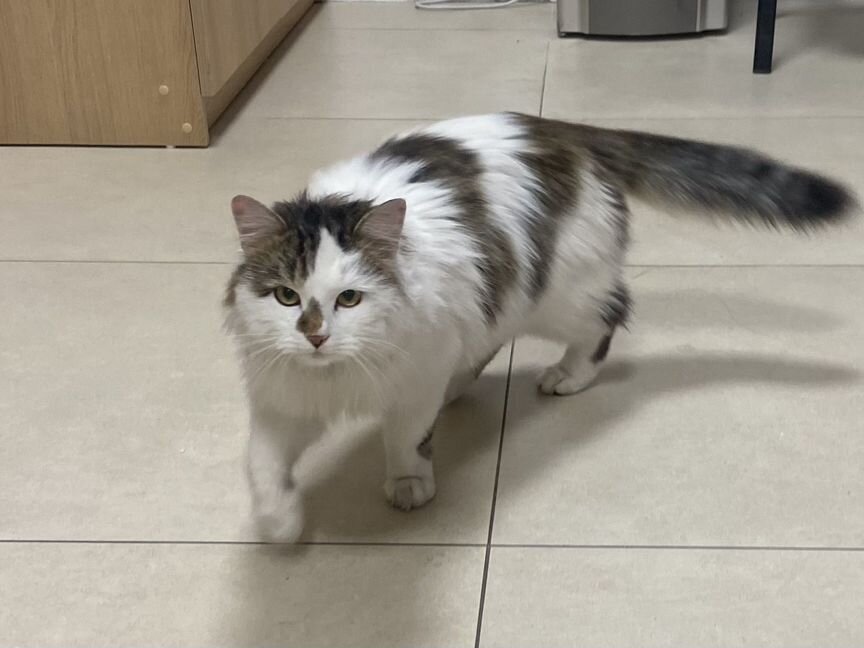 Кот необыкновенный