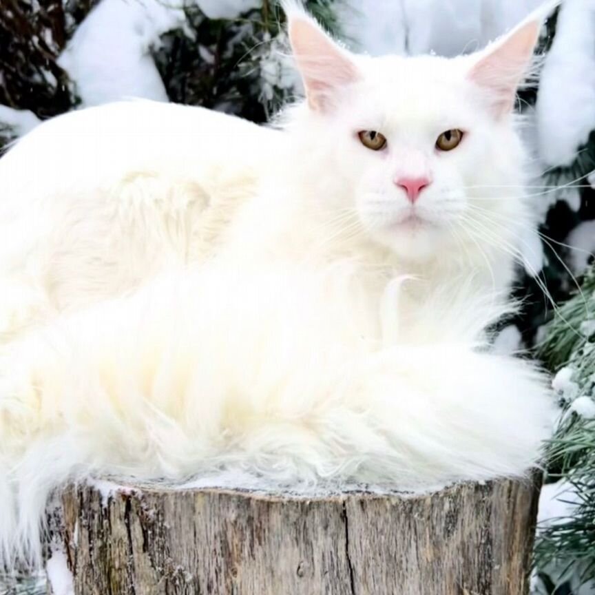 Мейн-кун котёнок