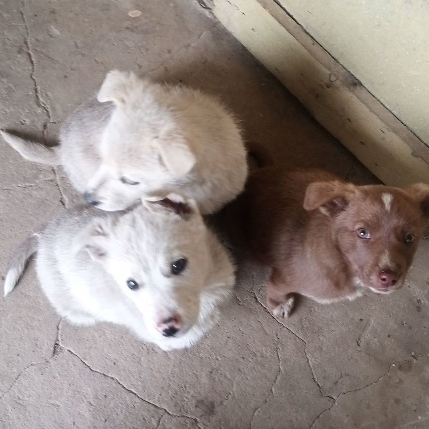 Щенок в добрые руки