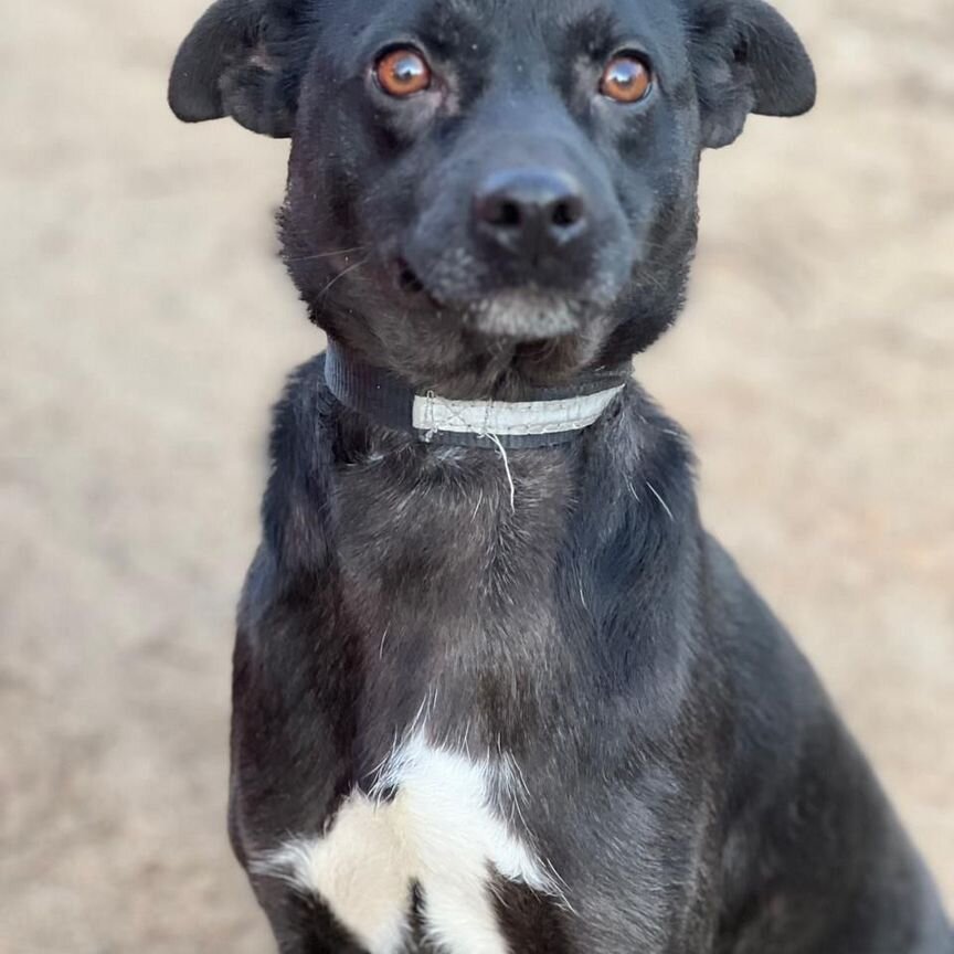 Маленькая собачка