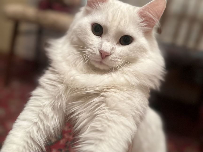 Кот
