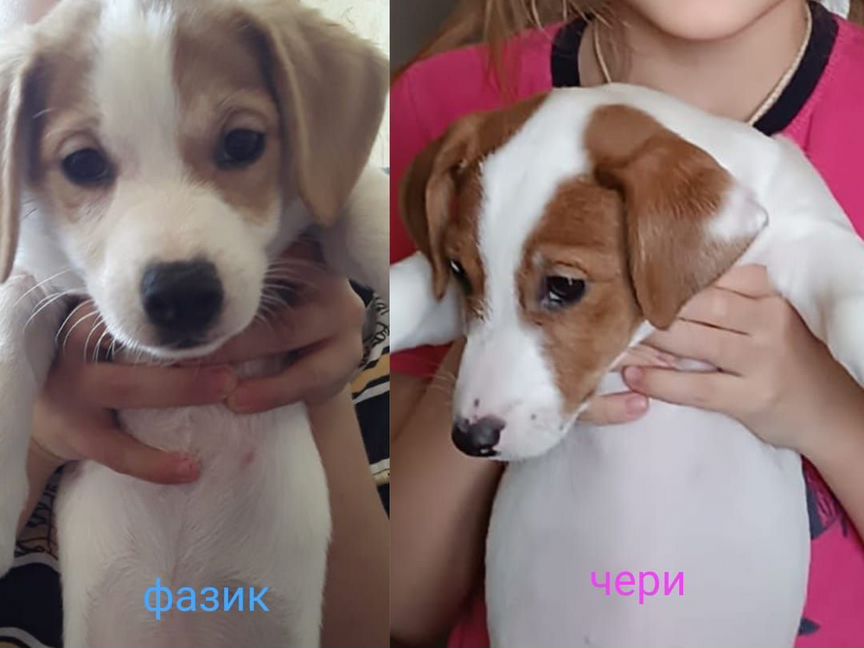 Щенки джек Рассел терьер