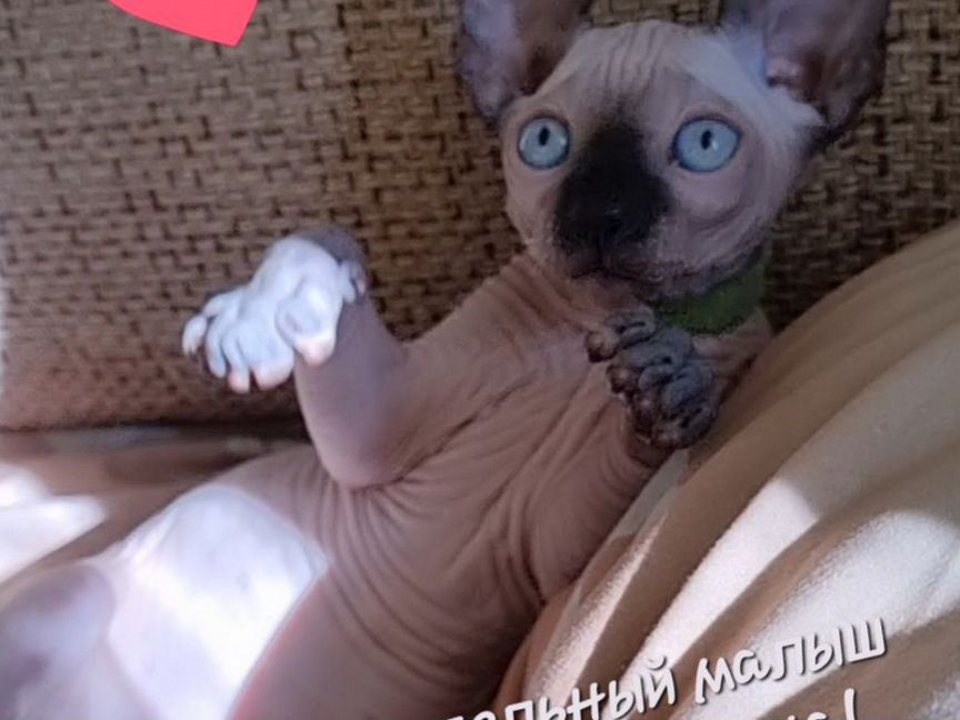 Котик сфинксик