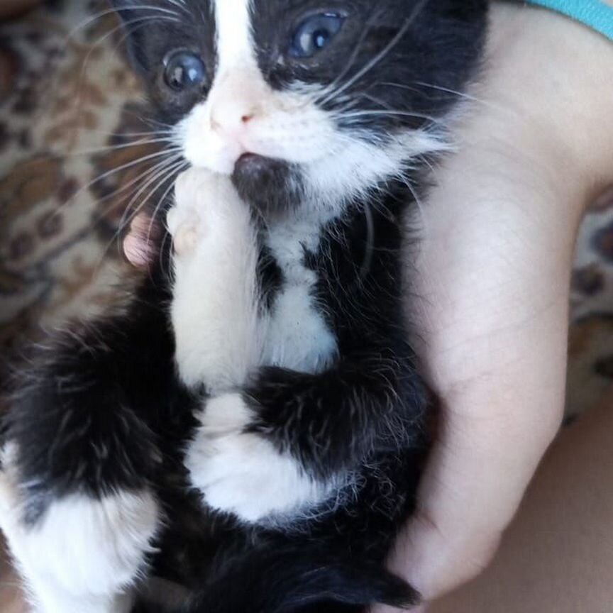 Кошечка ищет дом