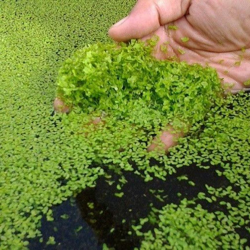 Ряска для аквариума