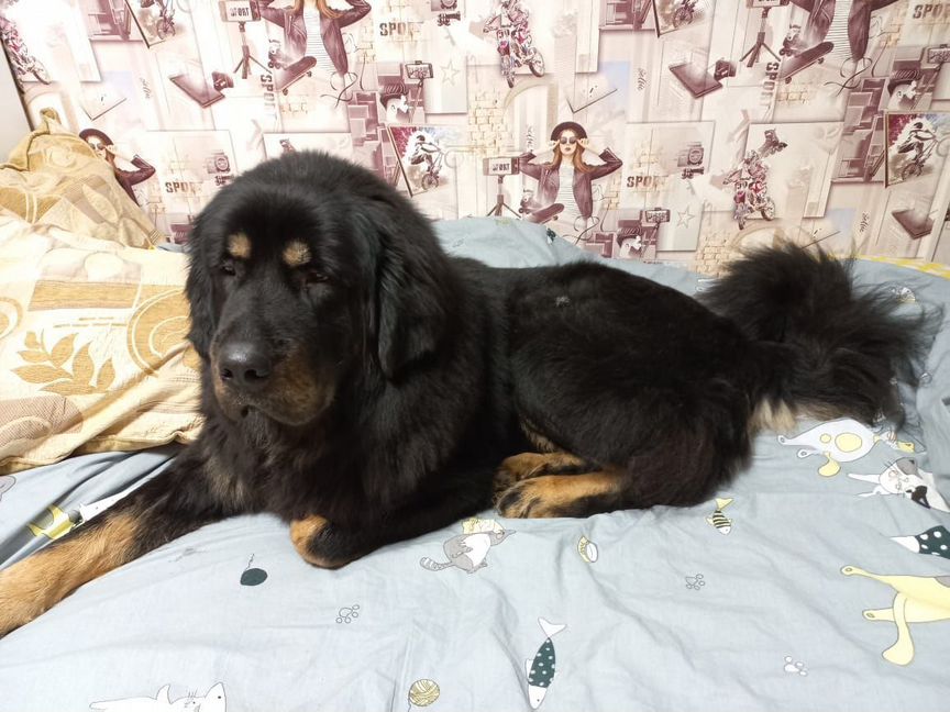 Собака тибетский мастиф