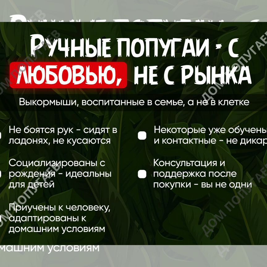 Попугай Эклектус (самец)