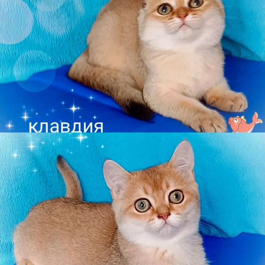 Золотинки