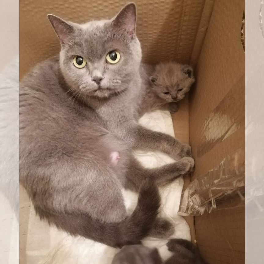 Британские котята
