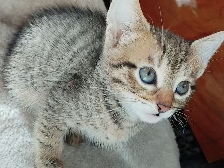 Котёнок домашний девочка 1,5 месяца возраст