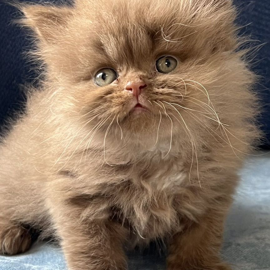 Британский длинношёрстный котёнок