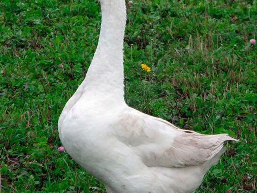 Гуси,утки на развод