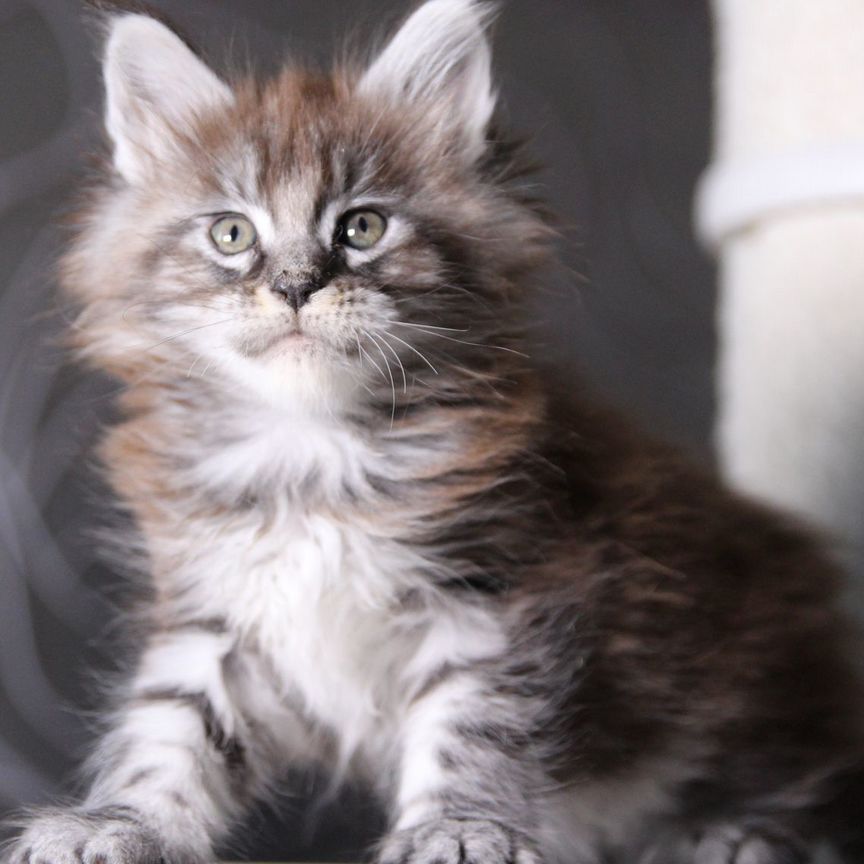 Мейн-кун котёнок