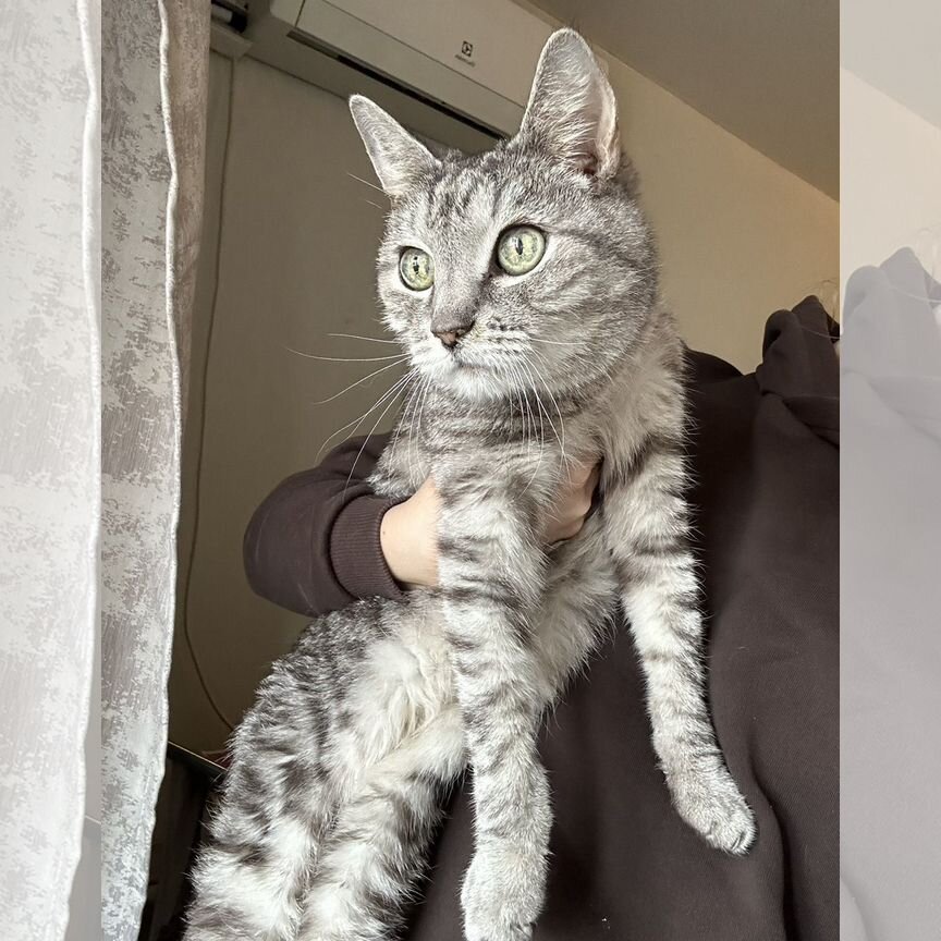 Кот в добрые руки
