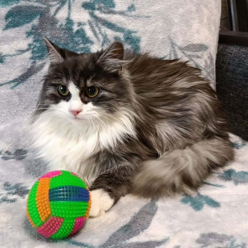 Котенок в добрые руки