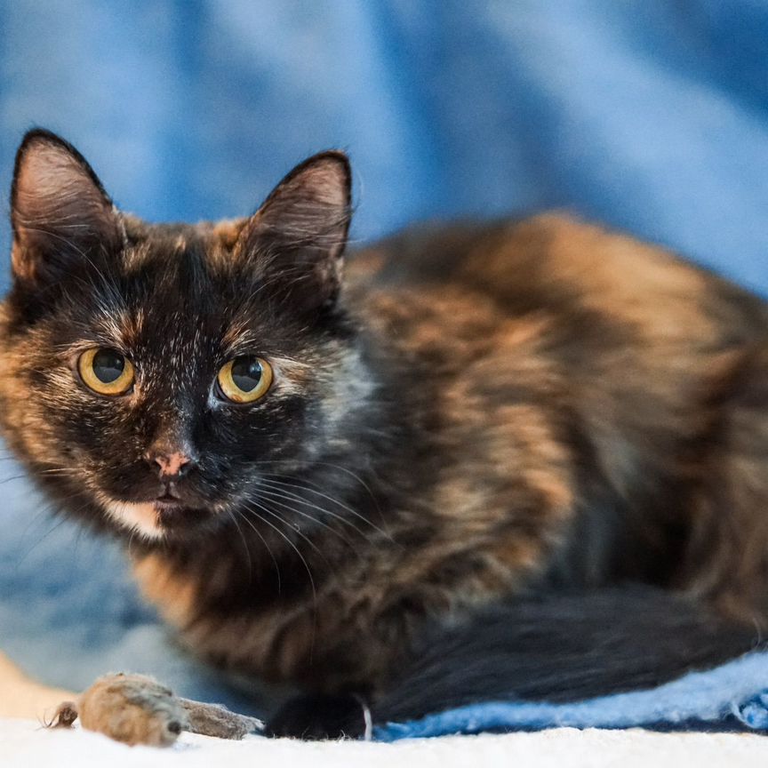 Красивая Кошка