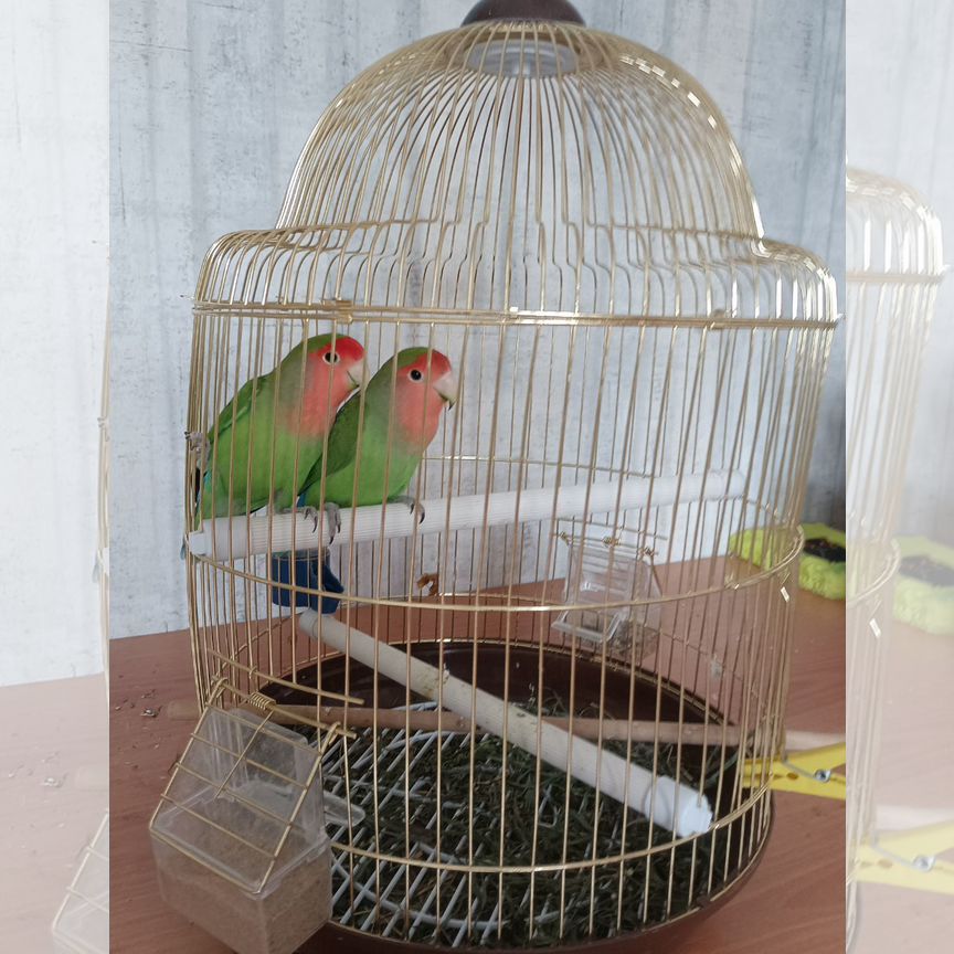 Попугай неразлучники