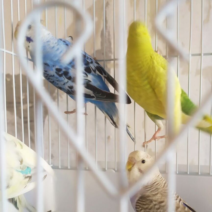 Волнистый попугай девочки 1,5-3 месяца