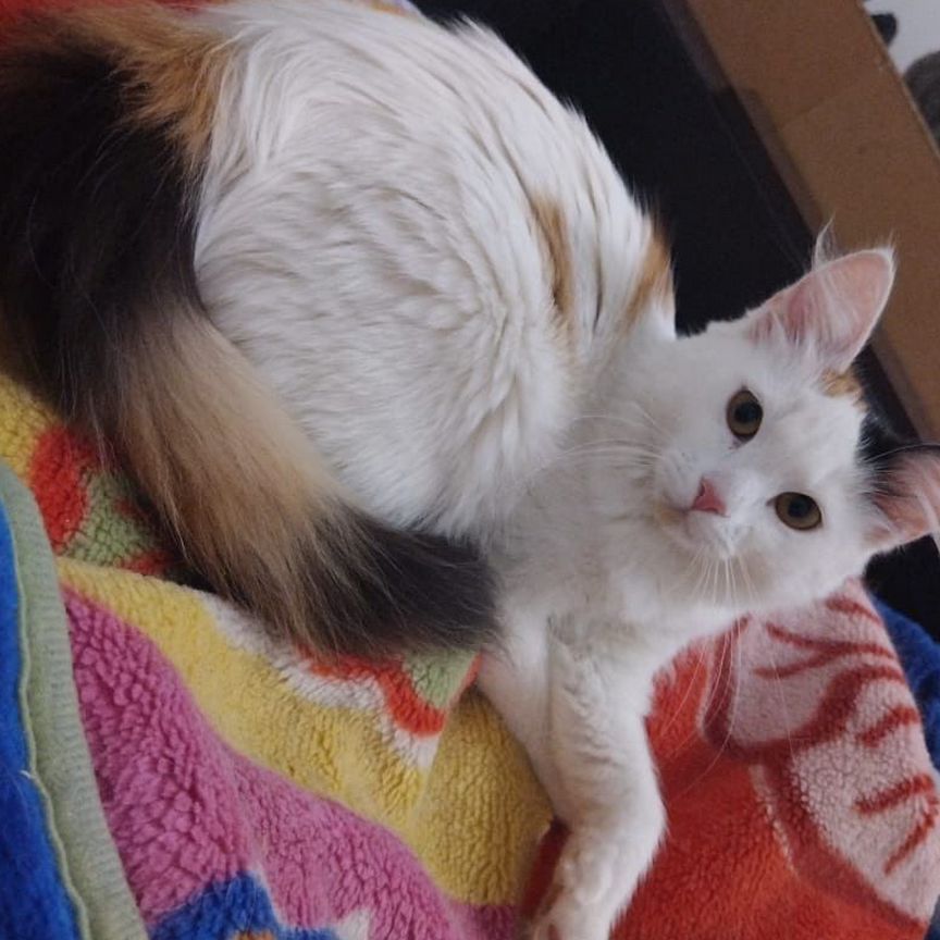 Котёнок в добрые руки