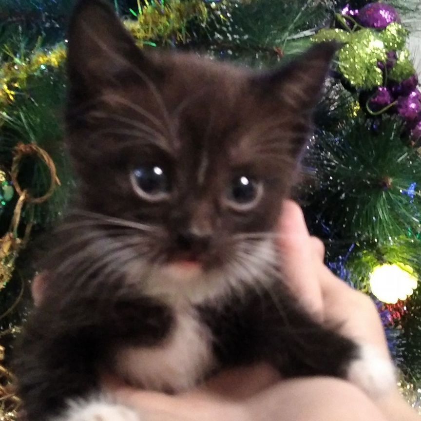 Рождественские котята