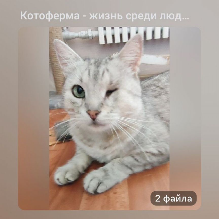 Я найду тебе дом ни с черта, в Подмосковье