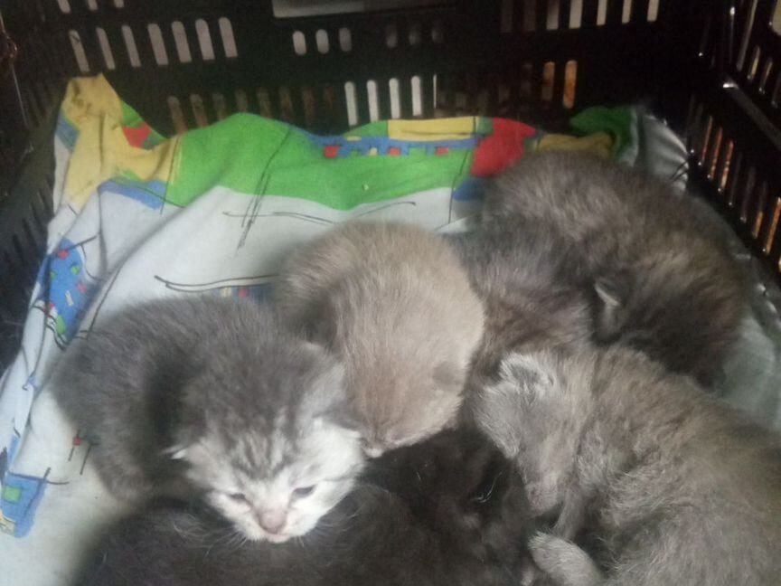 Кошки