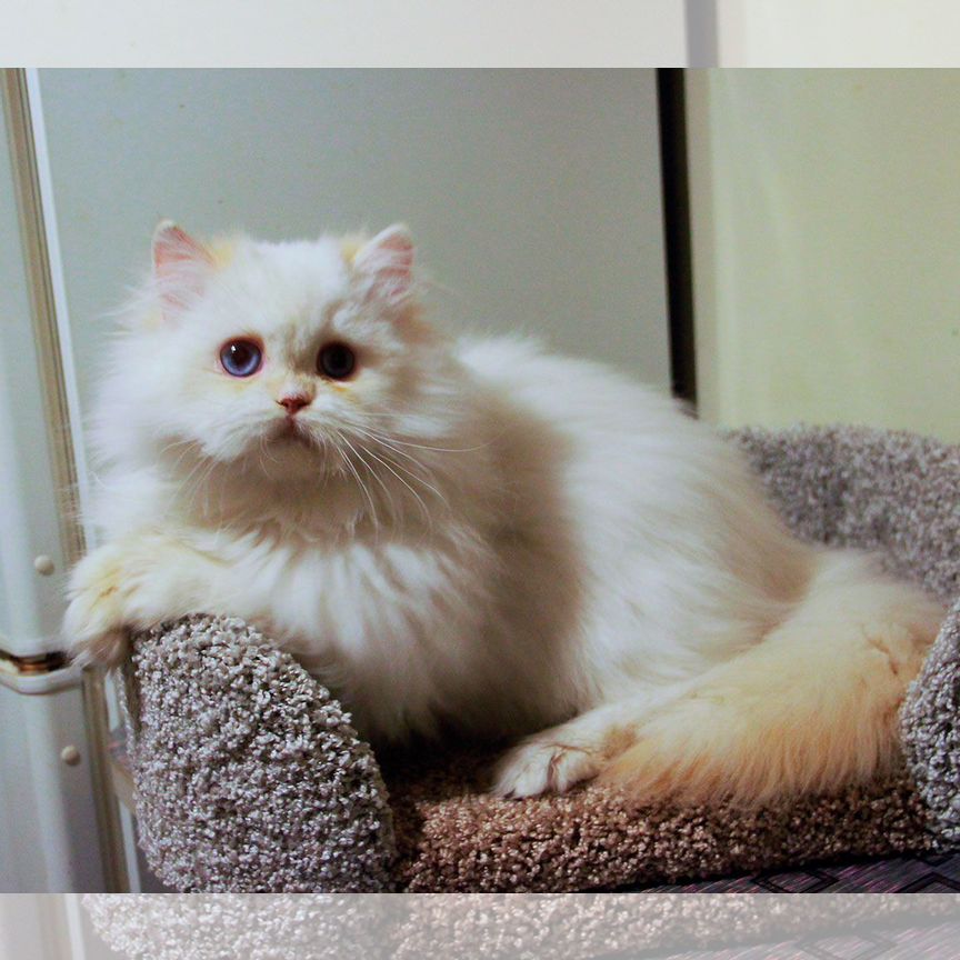 Британский длинношёрстный котёнок