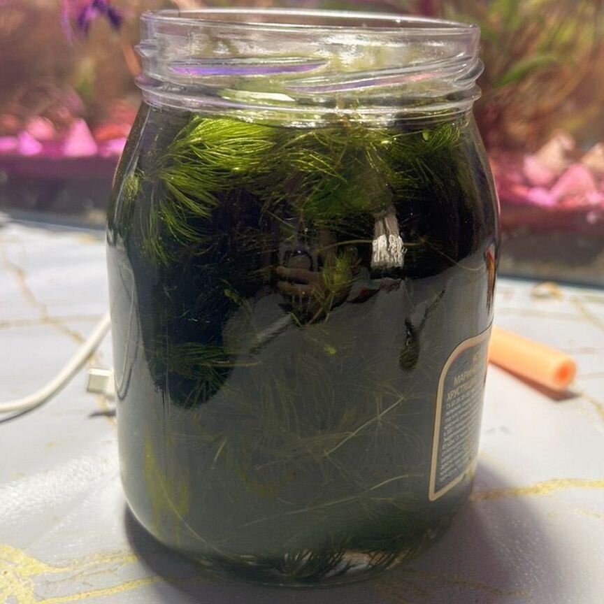 Аквариумные растения бесплатно