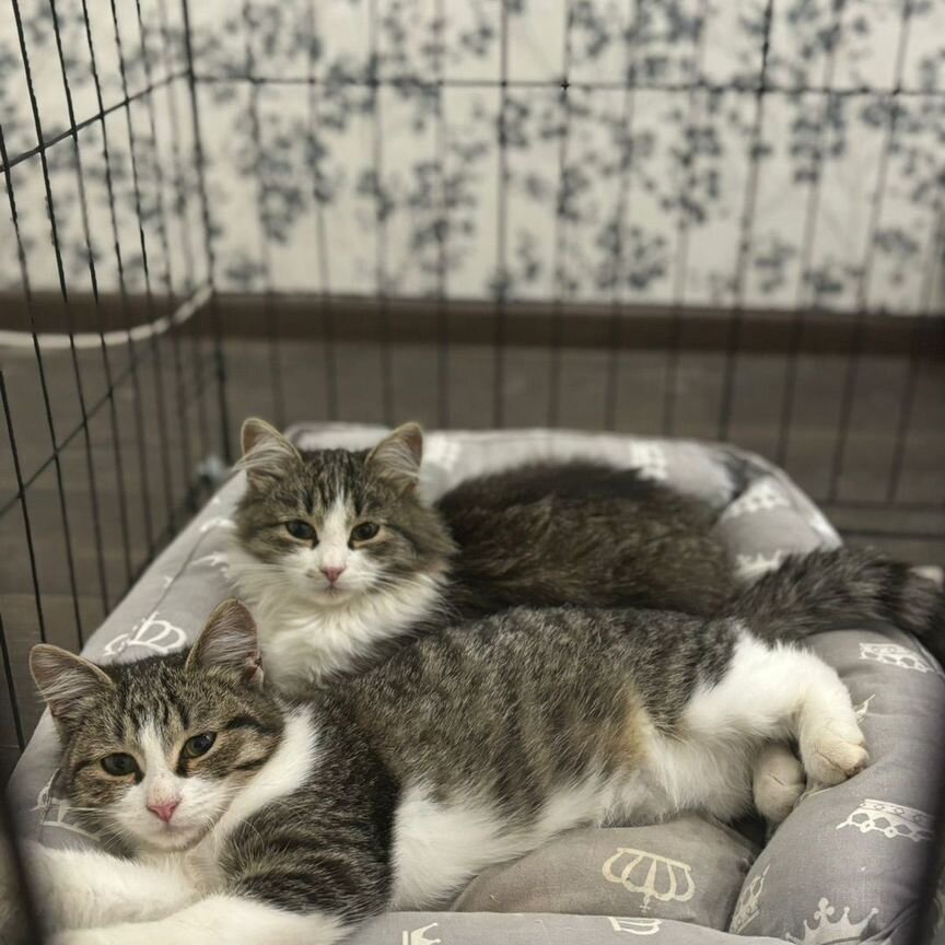 Котята в добрые руки