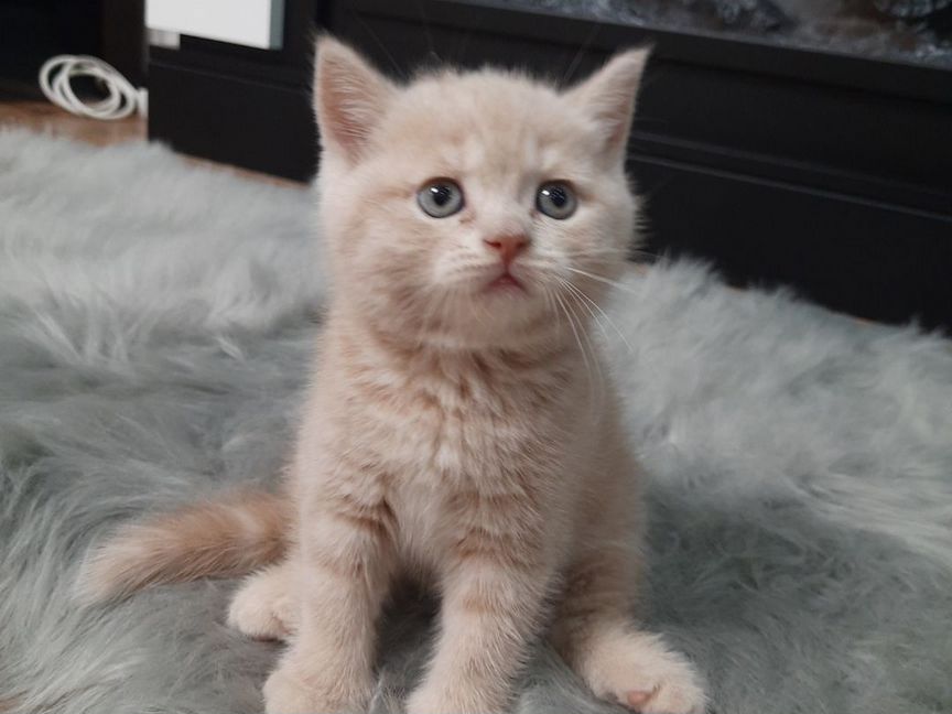 Британские котята