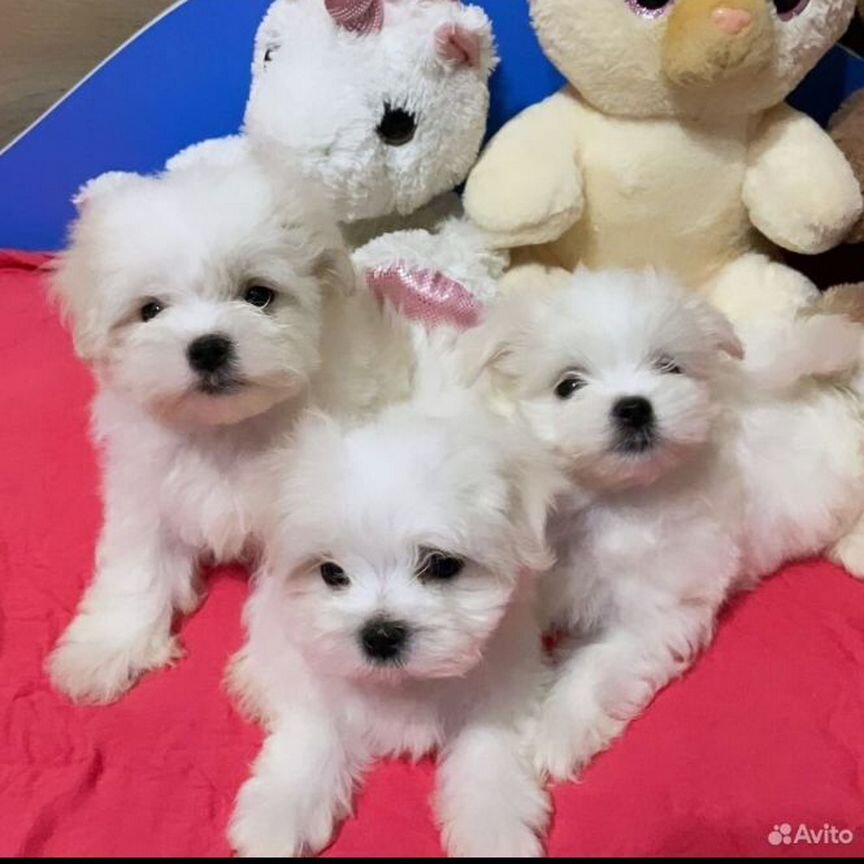 Мальтезе мини мальчики и девочка