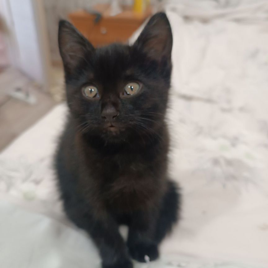 Котик Сажик