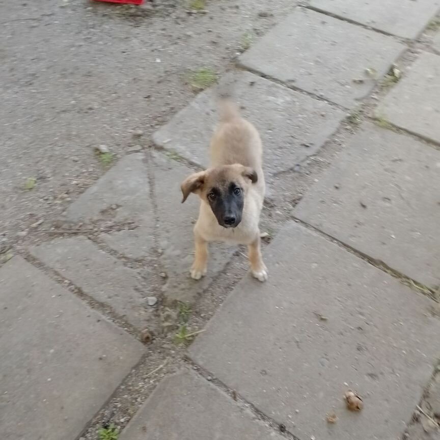 Вырастут не выше колена, привиты