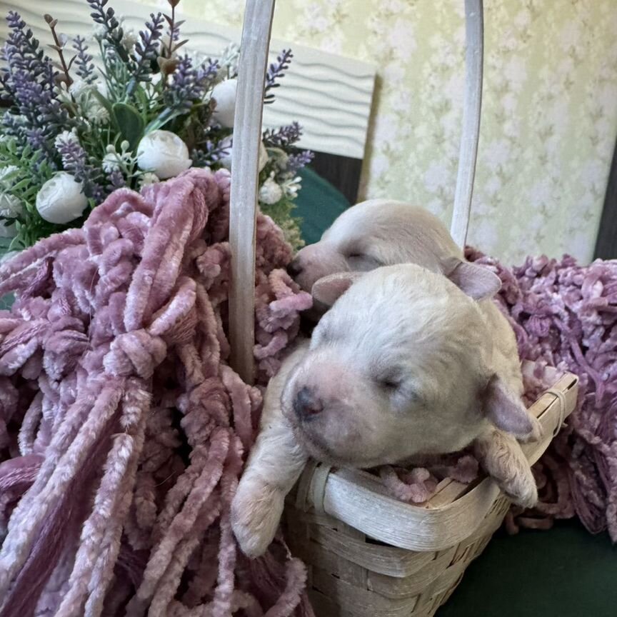 Шикарные щеночки породы Бишон-фризе