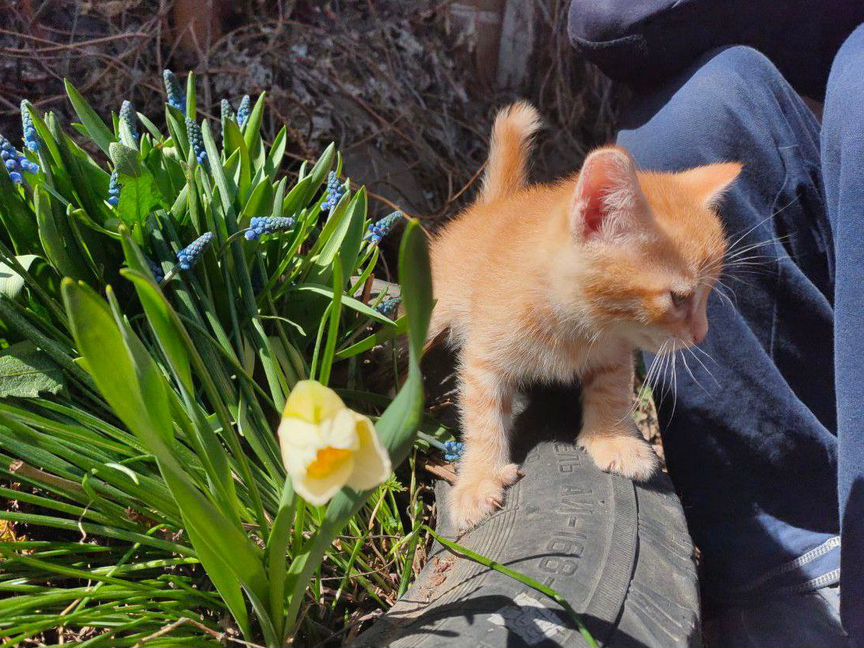 Котёнок