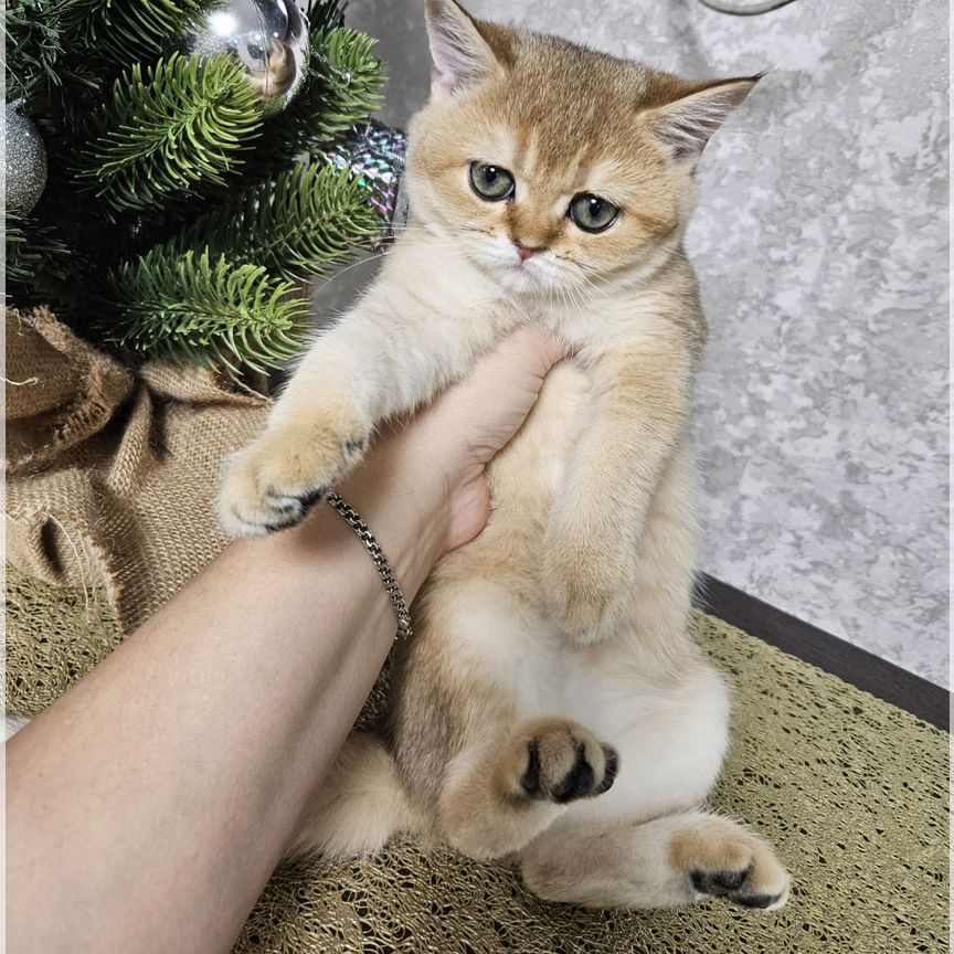 Шотландская кошка красавица