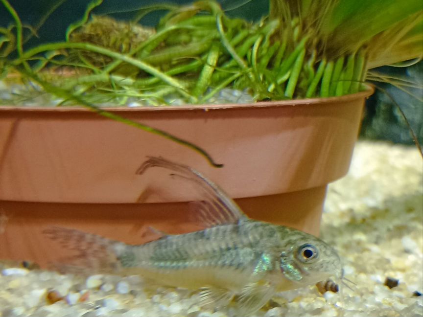 Сомики коридорасы