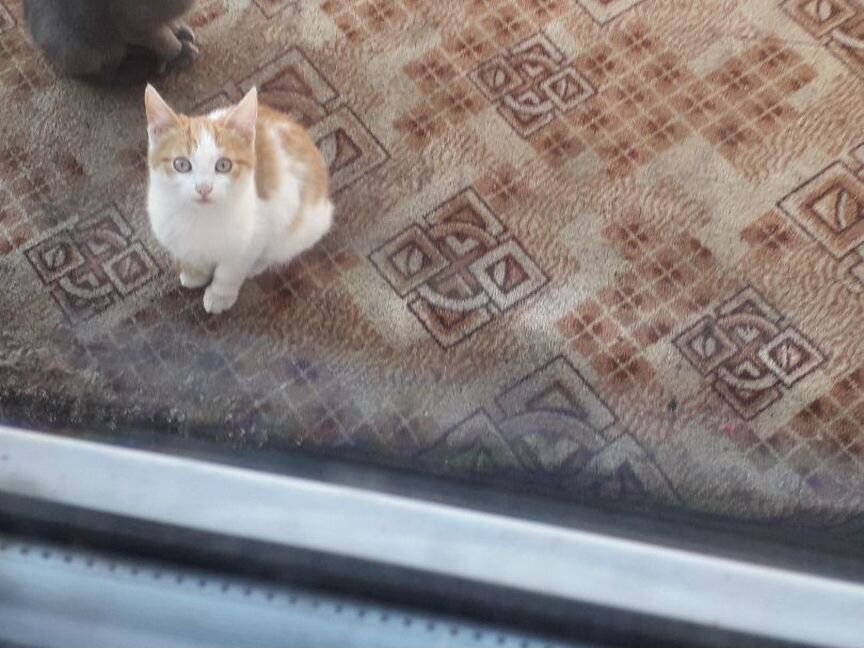 Отдам бесплатно котят в добрые руки
