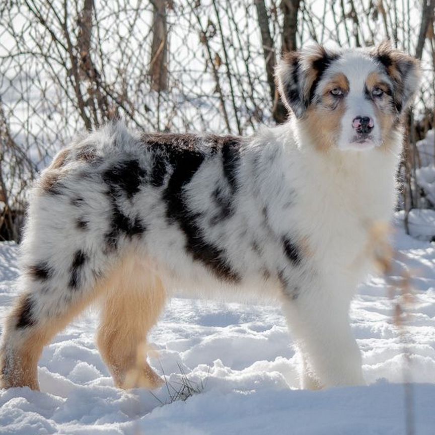 Австралийская овчарка