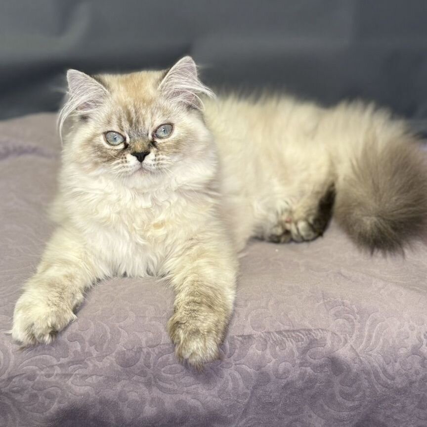 Персидская, взрослая кошка