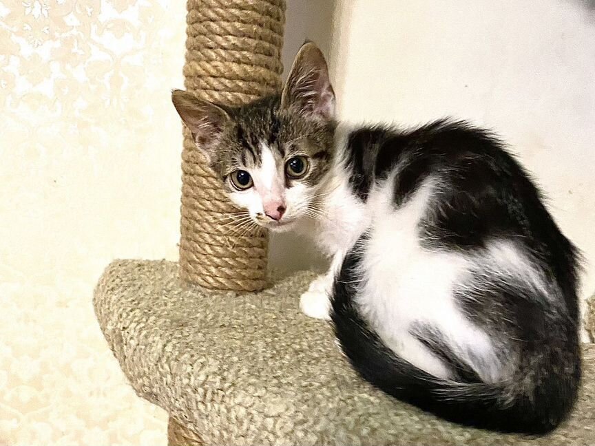 Котенок мальчик 4 месяца