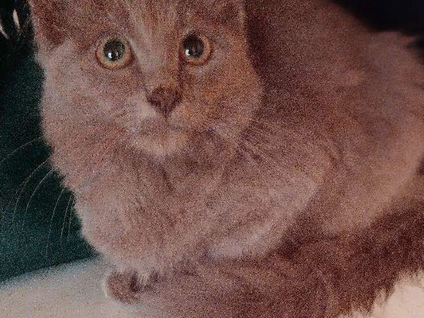 Котики сибирские