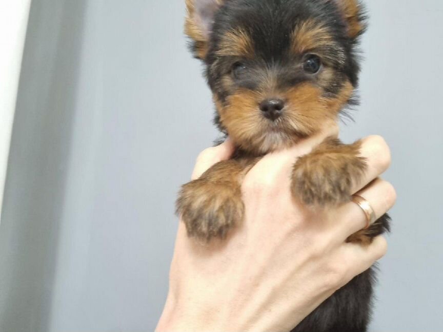 Йоркширский терьер