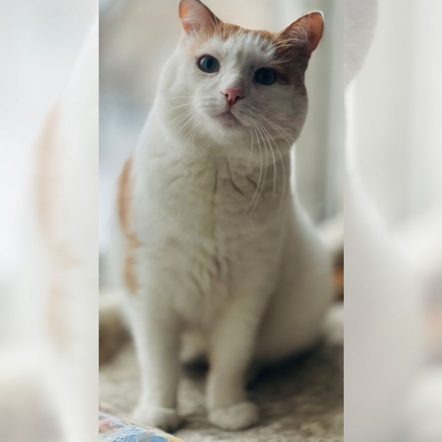 Взрослый кот в добрые руки