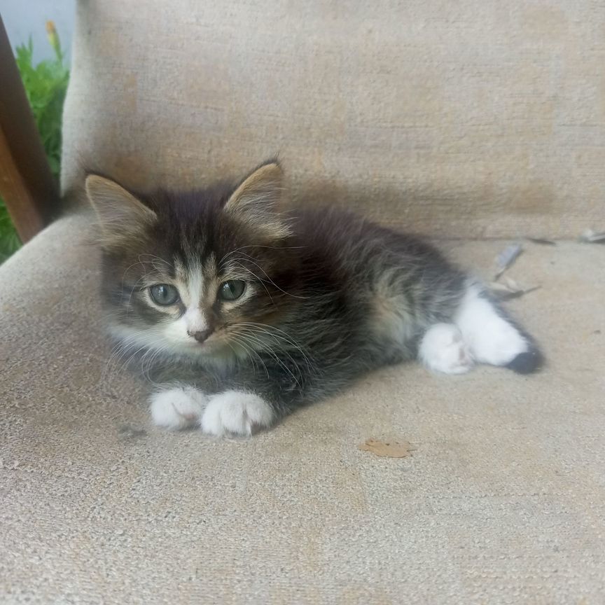 Четырех месячный котенок