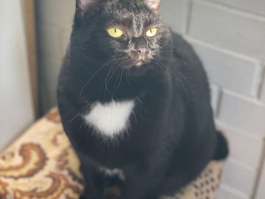 Маруся ищет дом