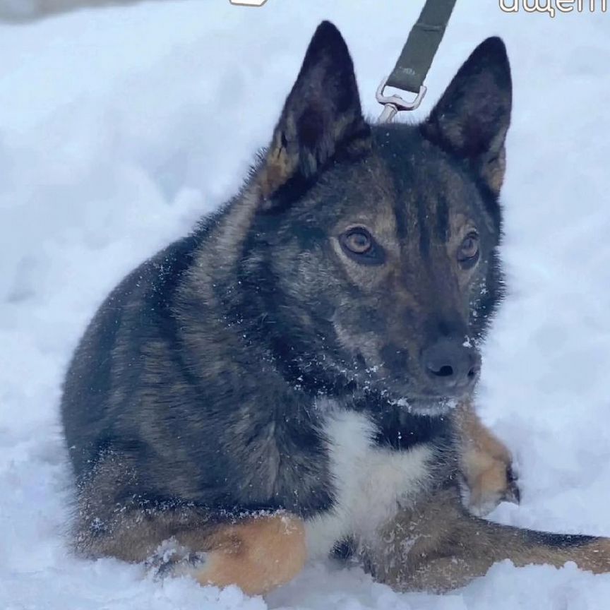 Взрослый пёс в добрые руки