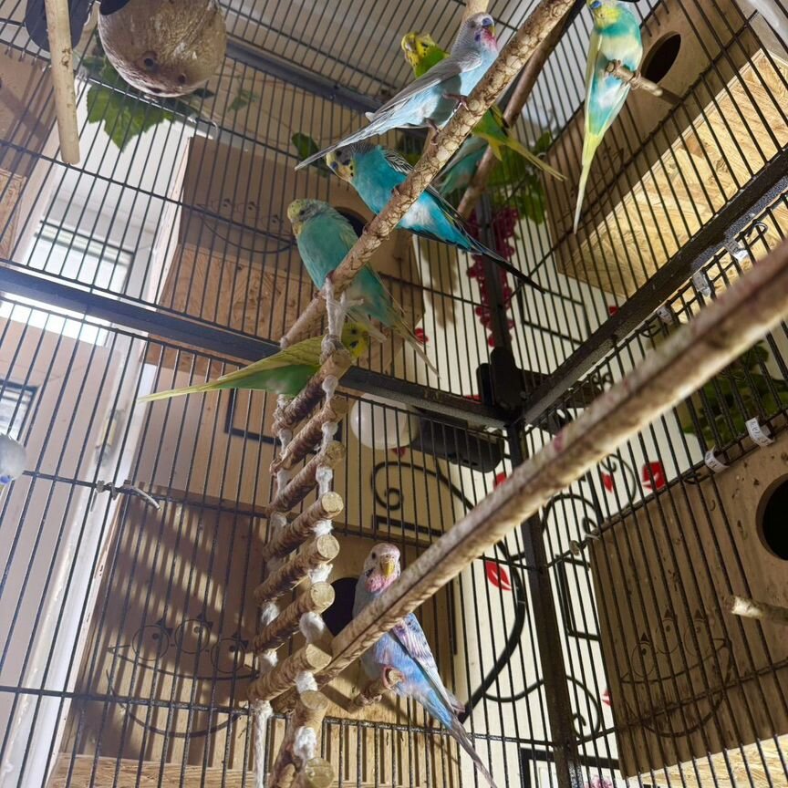 Попугай волнитстые 20 шт