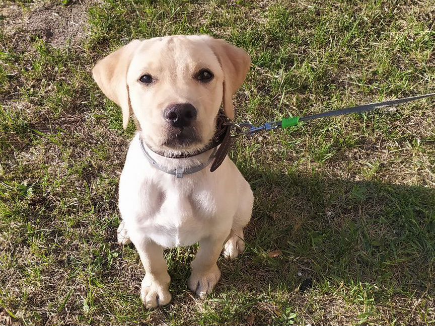 Щенки лабрадора палевые